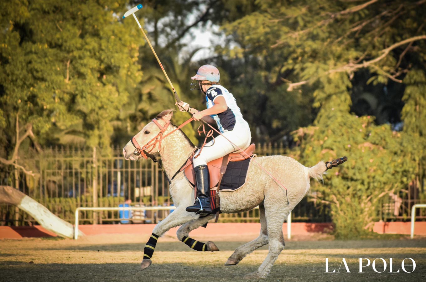 Manipuri Pony | Meitei Sagol | Southeast Himalayan Pony | LA POLO